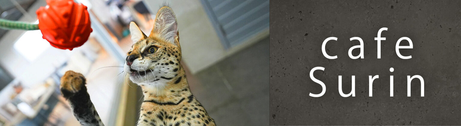 沖縄県南城市サーバルキャットに会えるカフェ | Surin